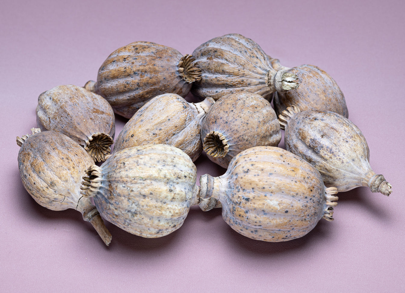 British Dried Poppy Pods weight approx (1kg) – Love Poppies