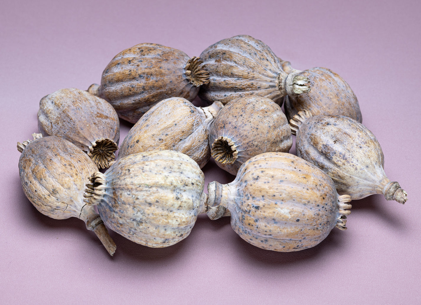 British Dried Poppy Pods weight approx (1kg) – Love Poppies