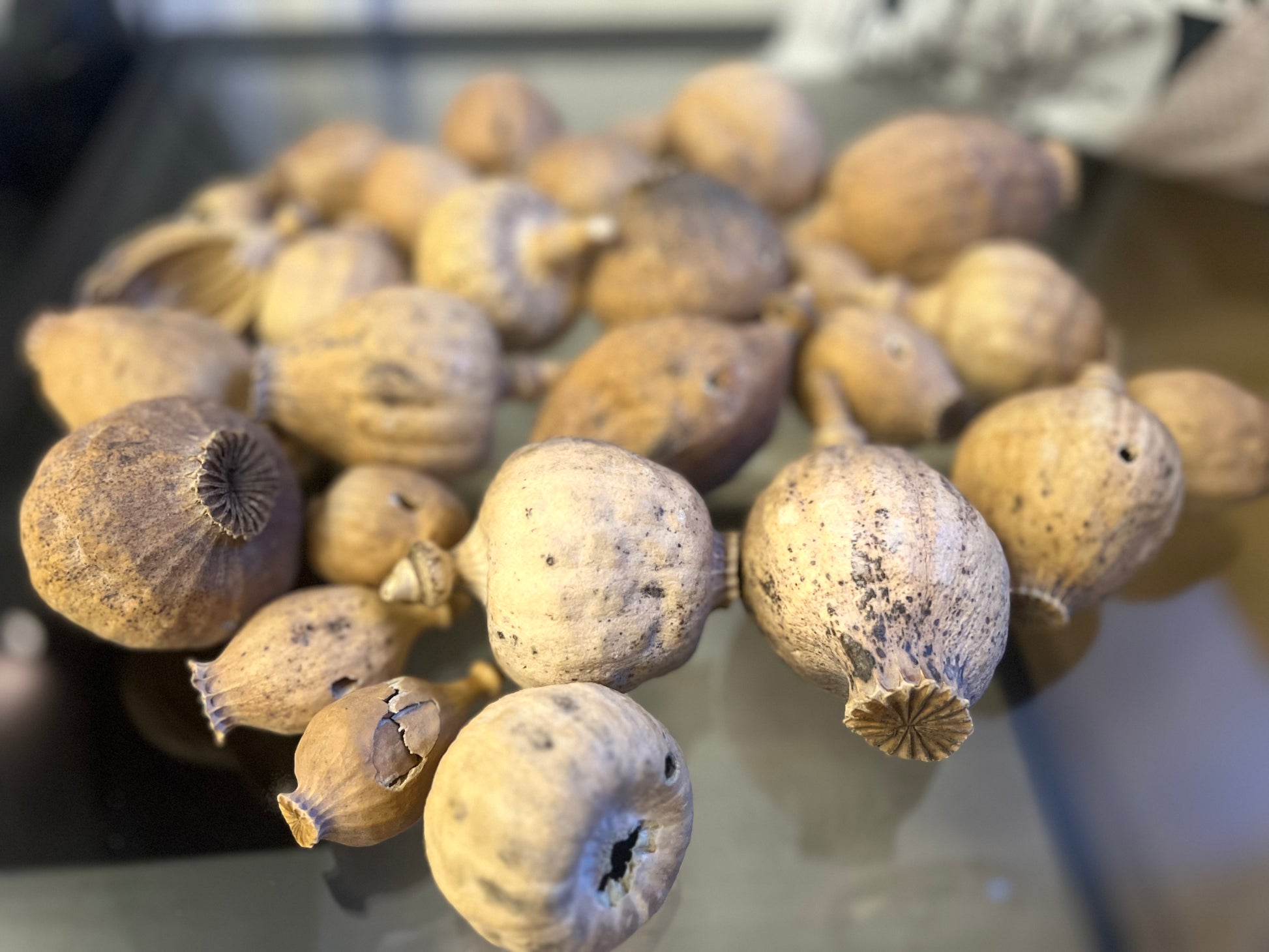 Austrian Poppy Heads weight approx (250g) seedless – Love Poppies