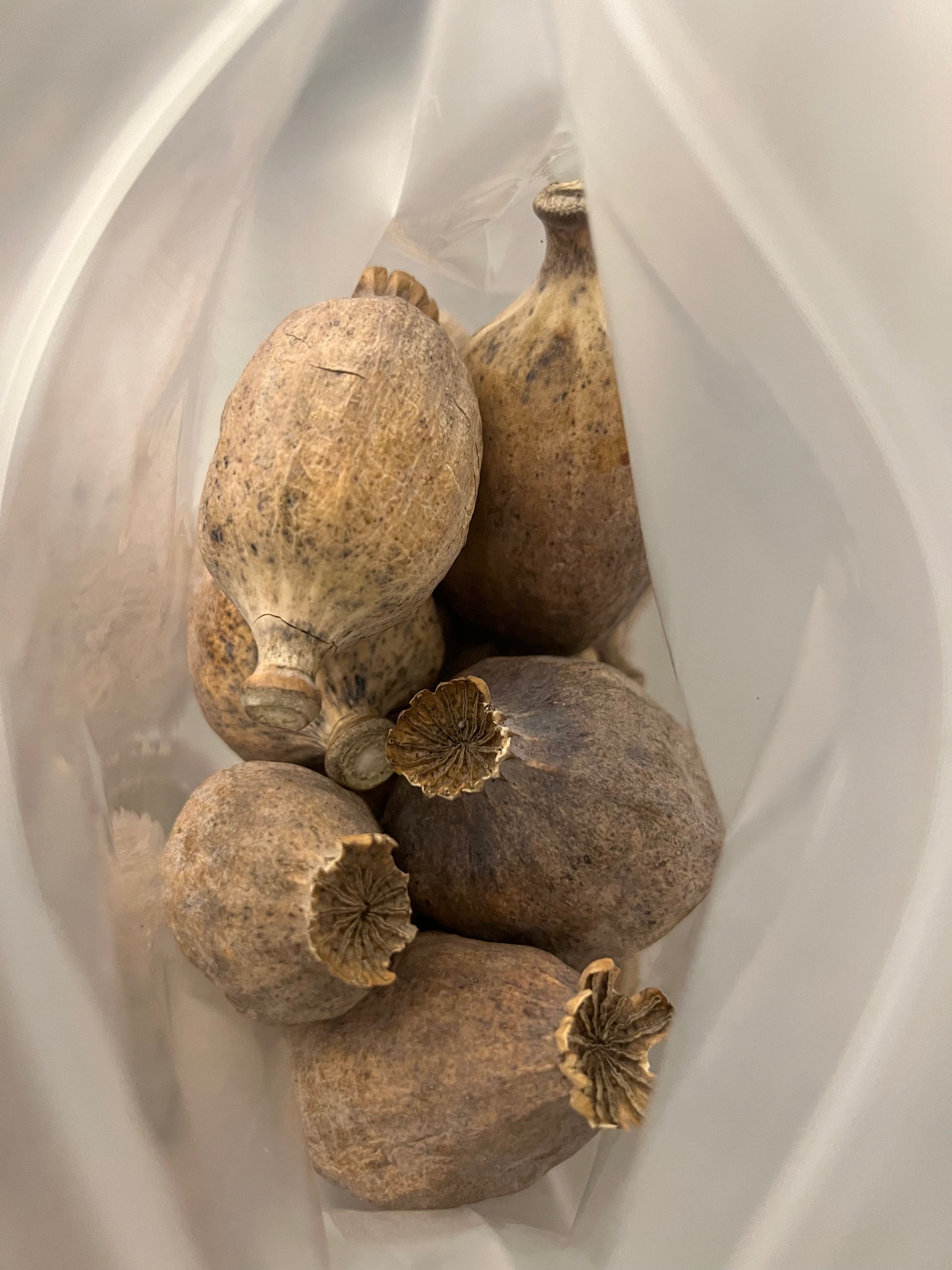 British Dried Poppy Pods weight approx (0.25kg) – Love Poppies